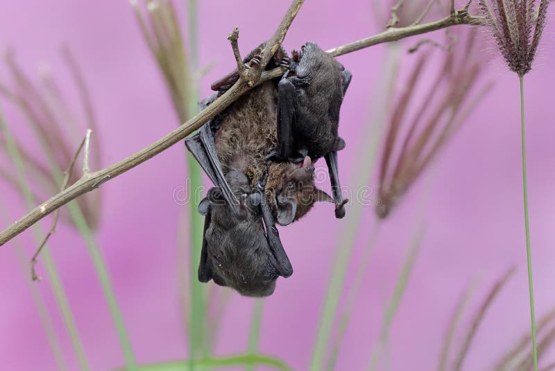 A Mother Microchiroptera Bat Hangs from a Tree Branch while Nursing Her ...