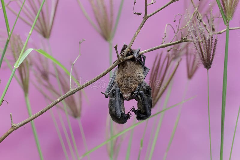 Mother Microchiroptera Stock Photos - Free & Royalty-Free Stock Photos ...