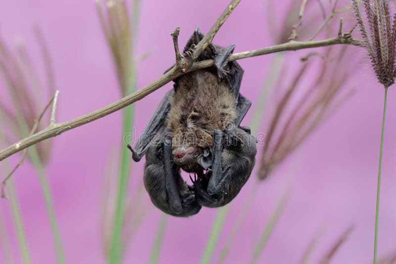 A Mother Microchiroptera Bat Hangs from a Tree Branch while Nursing Her ...