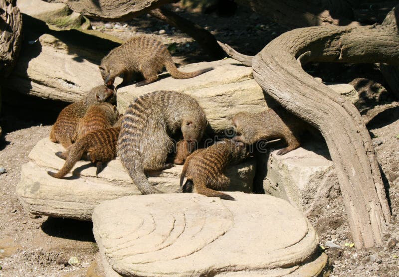 Mother mongoose with young stock image. Image of savannah - 20305483