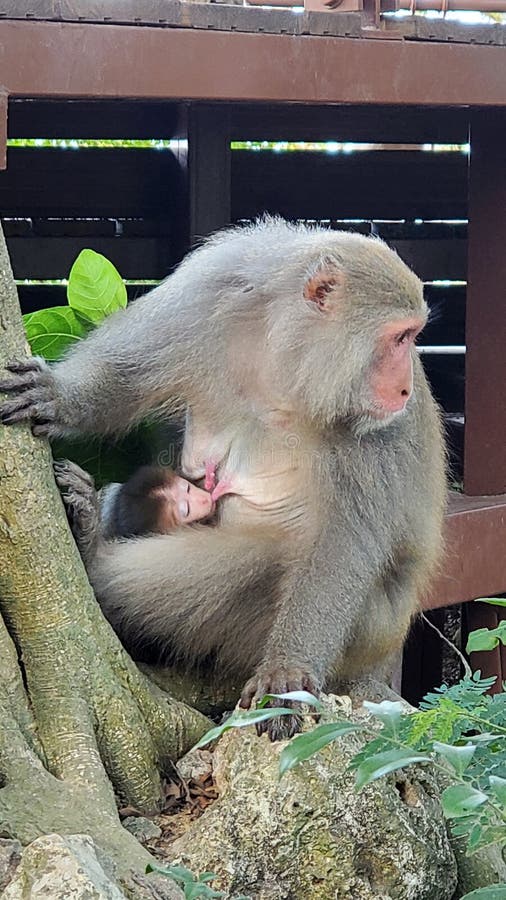 Mother Monkey and Baby Monkey Stock Image - Image of monkey, nose ...
