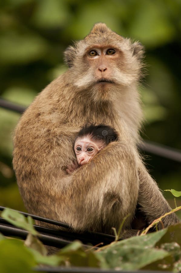 Mother monkey with baby stock image. Image of land, jungle - 18534379