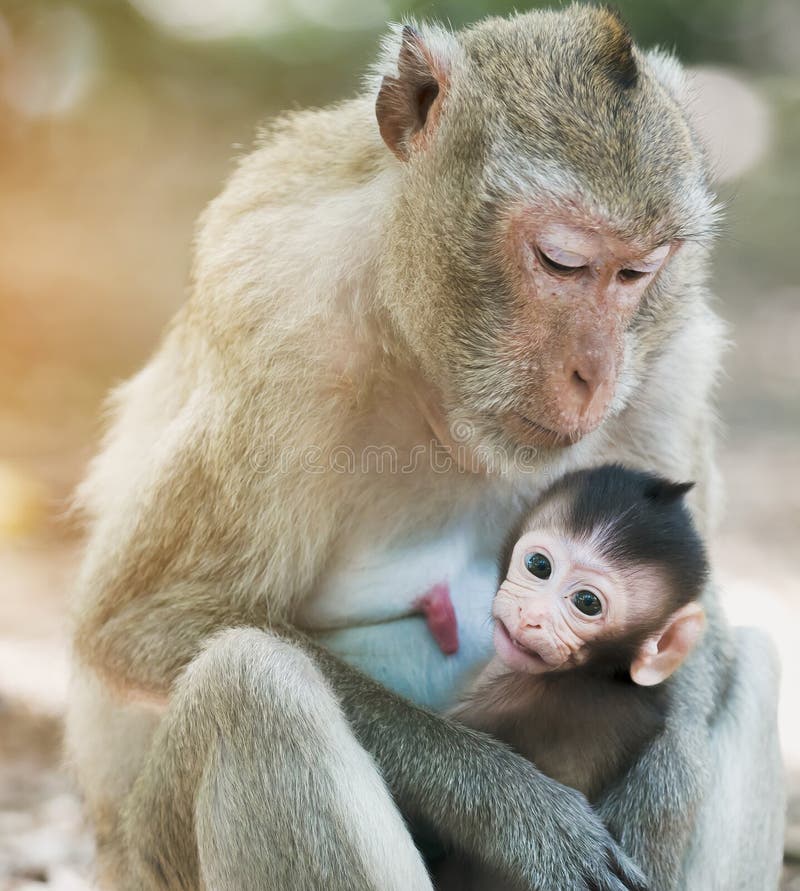 Mother Monkey with a Baby Monkey Stock Image - Image of portrait, asian ...