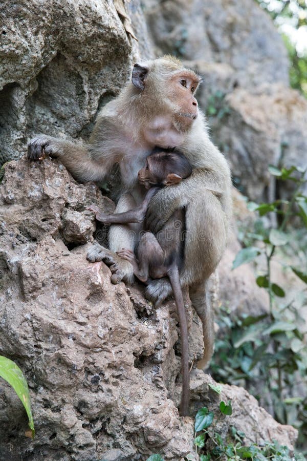 A Mother Monkey Breastfeeding Her Baby Monkey Stock Image - Image of ...