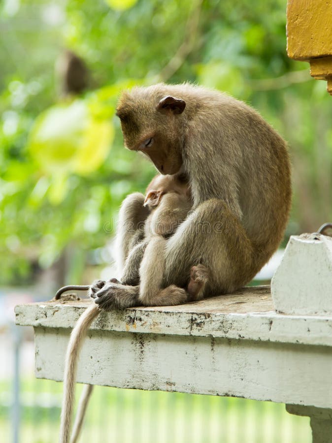 Baby And Monkey Picture. Image: 2624045