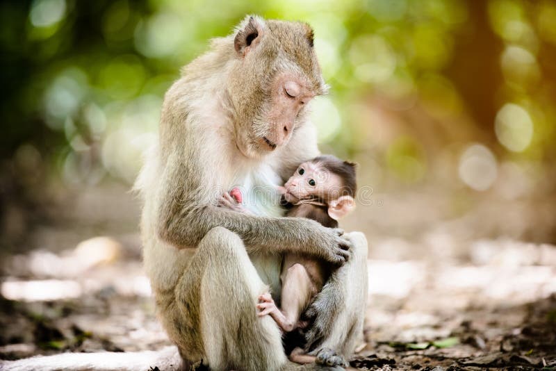 Mother Monkey with a Baby Monkey Stock Image - Image of portrait, asian ...