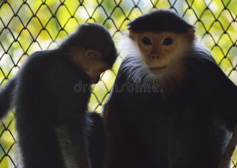 Mother Monkey with Baby Monkey Over Net Stock Image - Image of mother ...