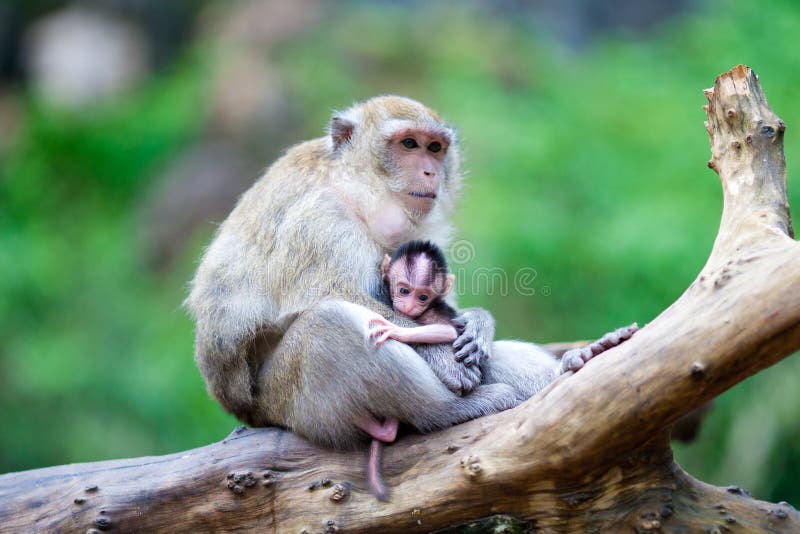 Mother Monkey Hug Baby stock photo. Image of love, cute - 126671120