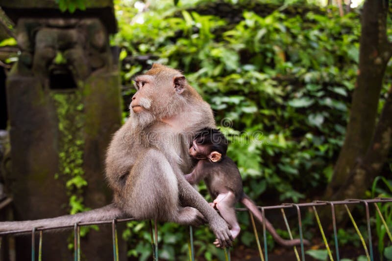Mother Monkey with Her Newborn in Monkey Forest on Bali, Indonesia ...