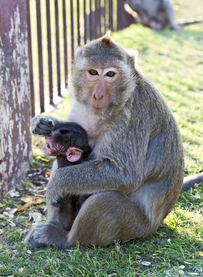 Mother Monkey Holding Baby stock image. Image of holds - 24152809