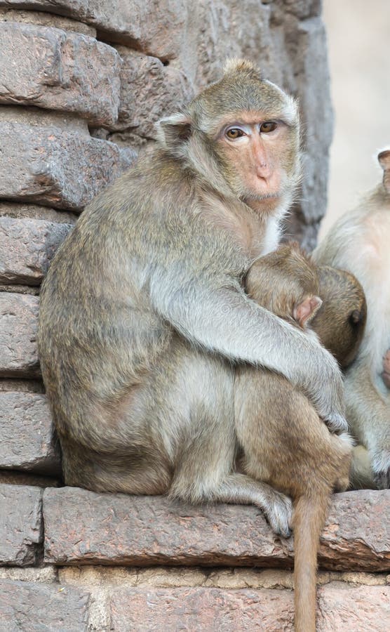 Monkey mother hug her son stock photo. Image of japan - 36540798