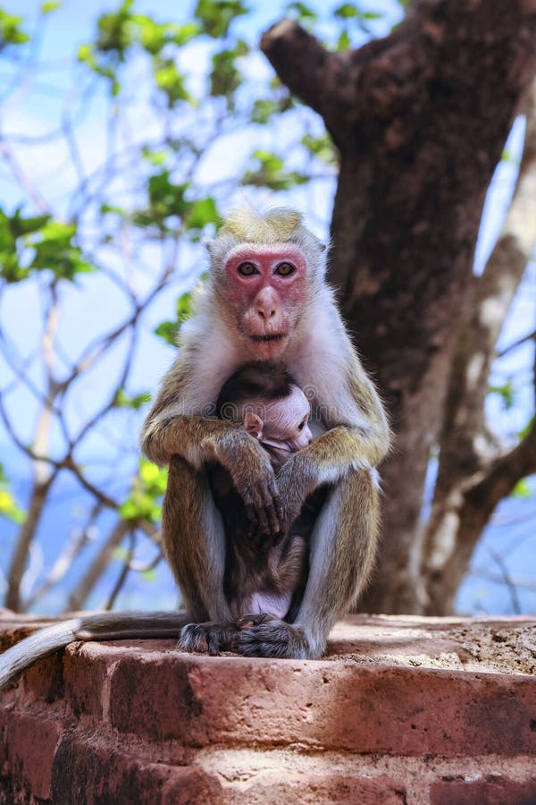 The Mother Monkey is Hugging Her Child Stock Image - Image of child ...