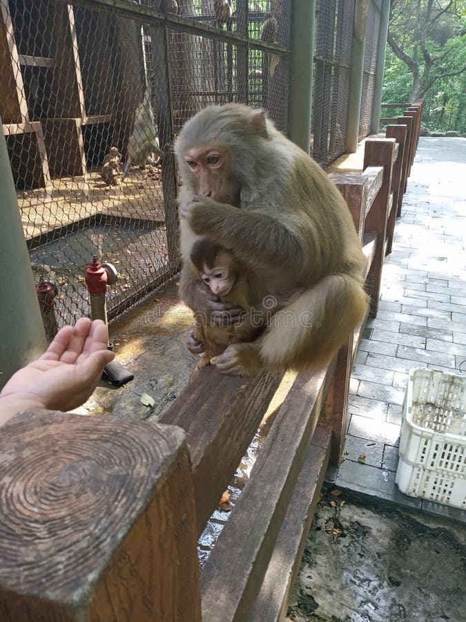 Monkey Takes a Break To Pose Animal Kingdom, Florida Stock Photo ...