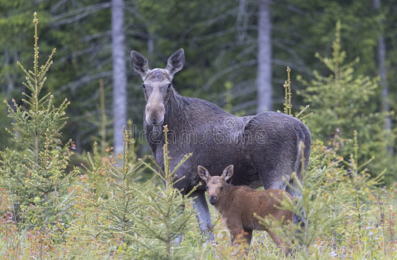 Mother Moose Her Calf Grazing Forest Stock Photos - Free & Royalty-Free ...