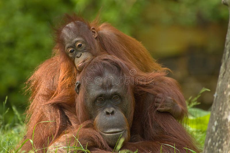 Mother Orangutan with Her Baby Stock Photo - Image of rainforest ...