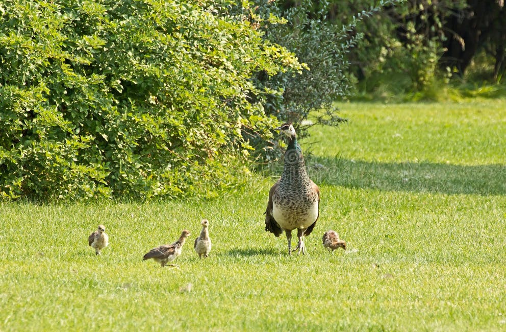Mother Peacock Bird Guarding Chicks Stock Image - Image of peafowl ...