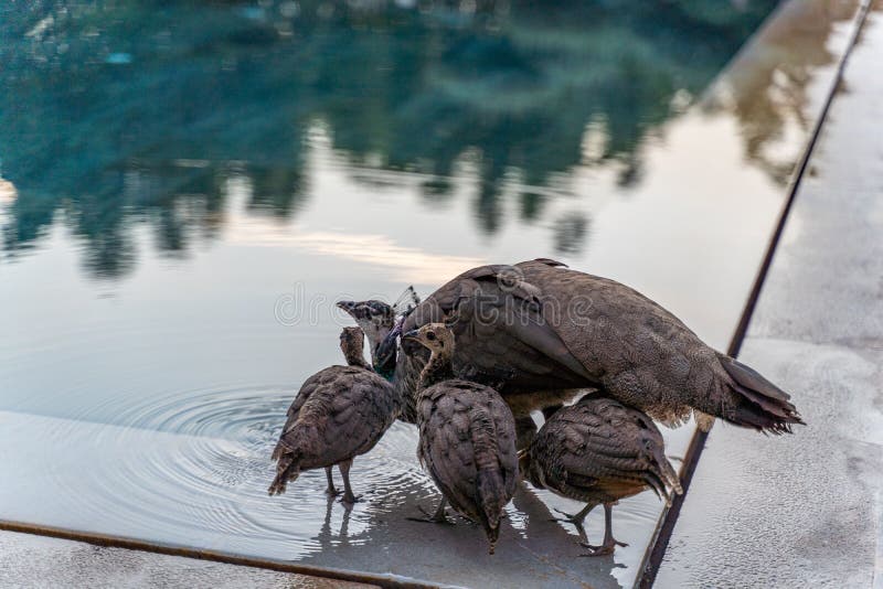 Mother Peacock with 3 Children by the Pool Side Drinking Water Stock ...