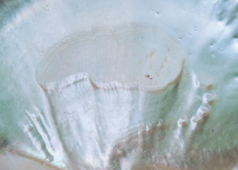 Pearl on the seashell stock image. Image of nature, dive - 10005201