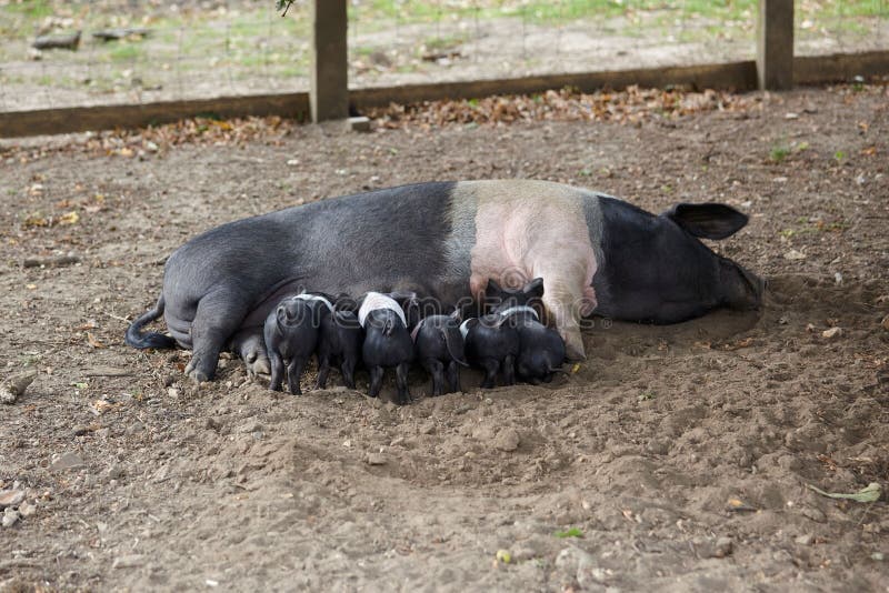 Mother Pig Feeding Her Piglets. Stock Image - Image of farm, family ...
