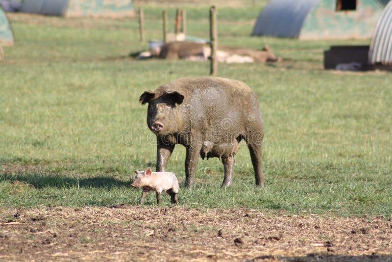 Mother Pig with Her Baby Piglet Stock Image - Image of bacon, piglet ...