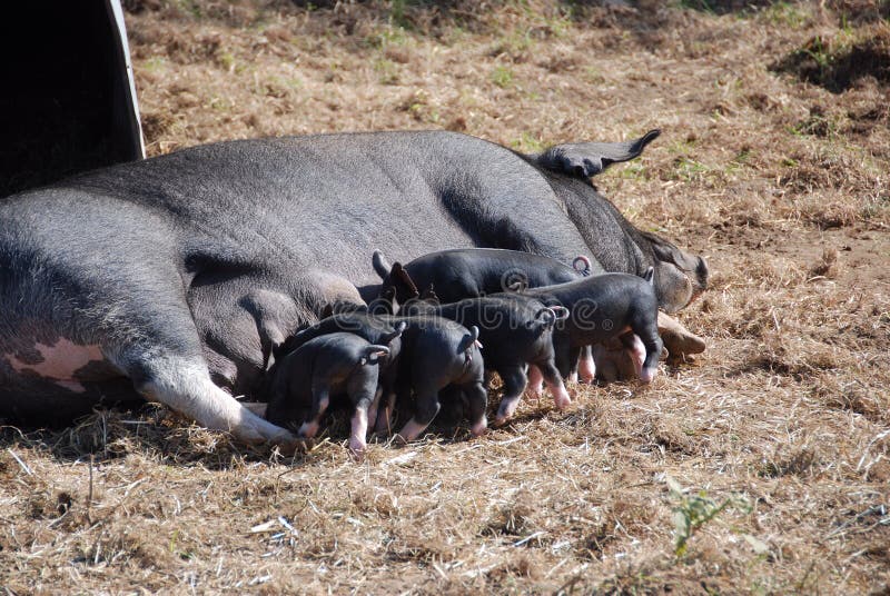 Mother pig nursing piglets stock photo. Image of feeding - 8486110