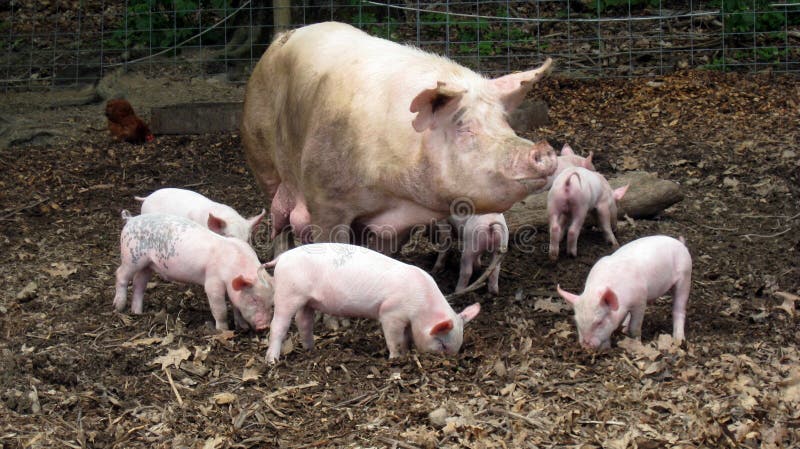 Mother Pig and Piglets stock image. Image of nursing - 14552069