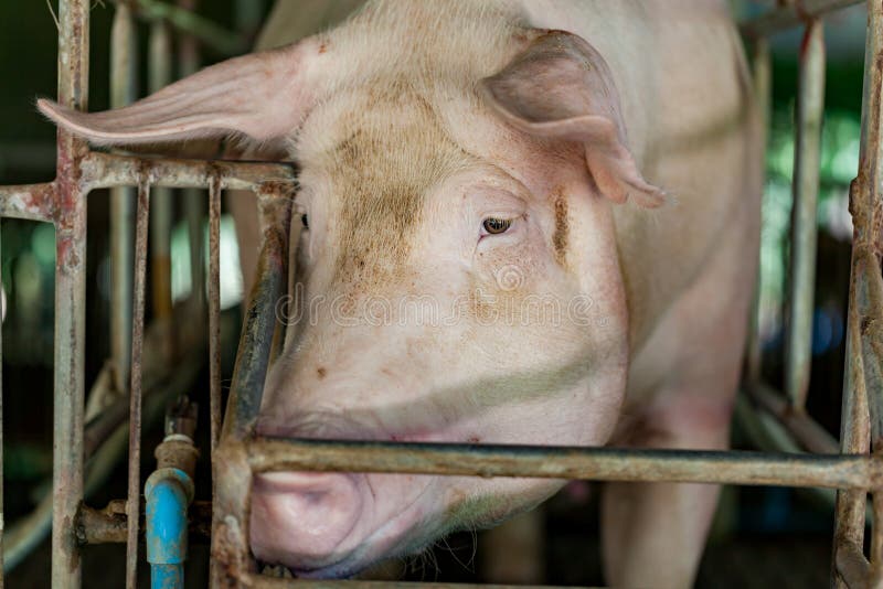 Mother Pig Stands in a Paddock with Outward. Stock Image - Image of ...