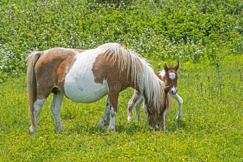 Mother Pony and Baby Pony Affection Stock Image - Image of green ...
