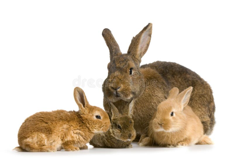 Reproduction of rabbit stock image. Image of stockbreeding - 24210069