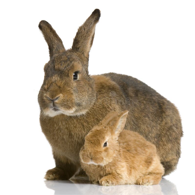 Reproduction of rabbit stock image. Image of stockbreeding - 24210069