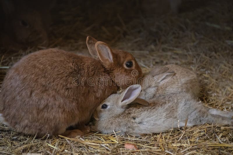 Mother Rabbit with Bunnies. 29 Day Old Rabbits Stock Photo - Image of ...
