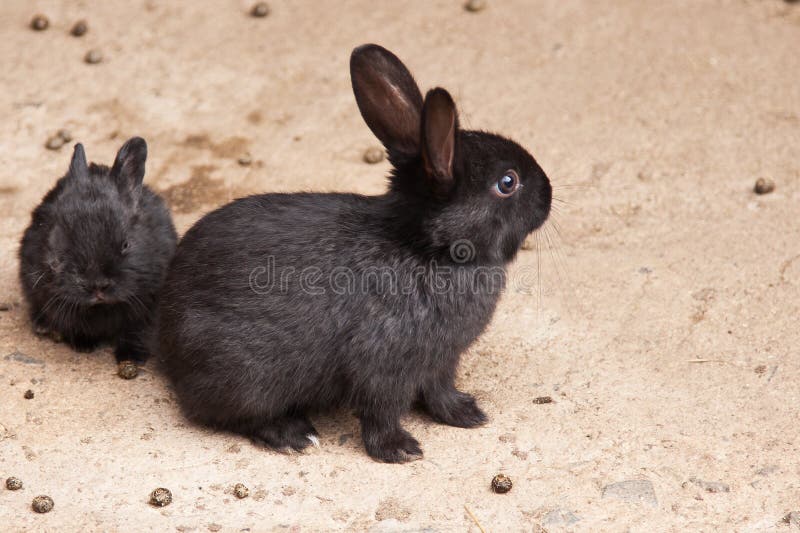 A Mother Rabbit with Her Baby Stock Photo - Image of grey, farm: 31602774