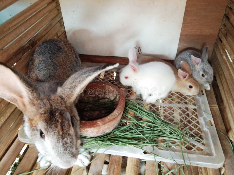Mother Rabbit and Her Three Cubs Stock Photo - Image of mother, three ...