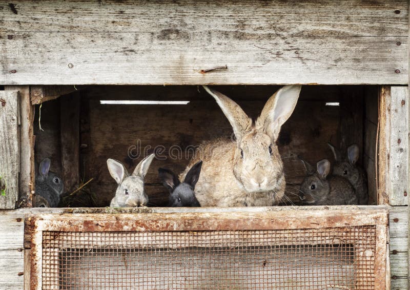 Mother Rabbit with Newborn Bunnies Stock Image - Image of door, coney ...