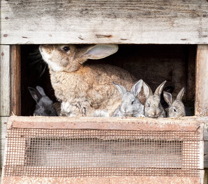 Mother Rabbit with Newborn Bunnies Stock Image - Image of shallow ...