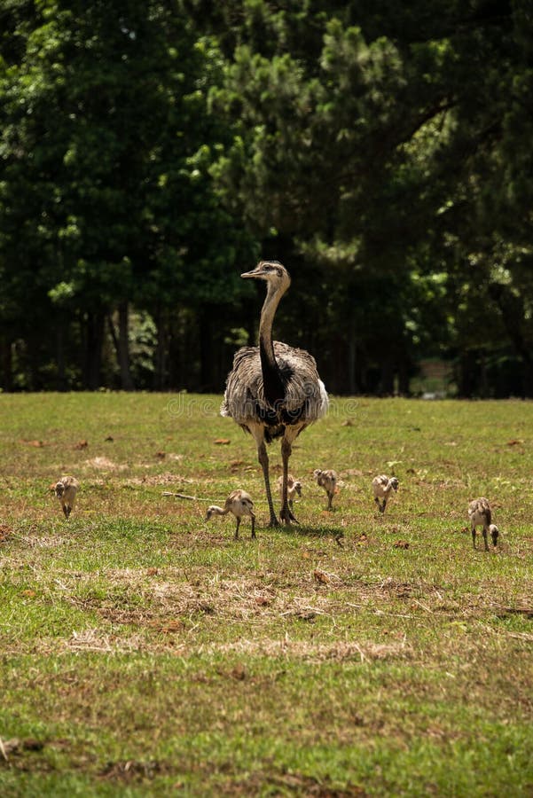 Rhea chicks stock photo. Image of birds, enclosure, baby - 100058646
