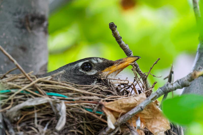 Mother Robin in Nest stock image. Image of mate, chicks - 89659189