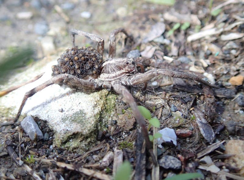 Mother Romanian tarantula stock image. Image of nature - 60943731