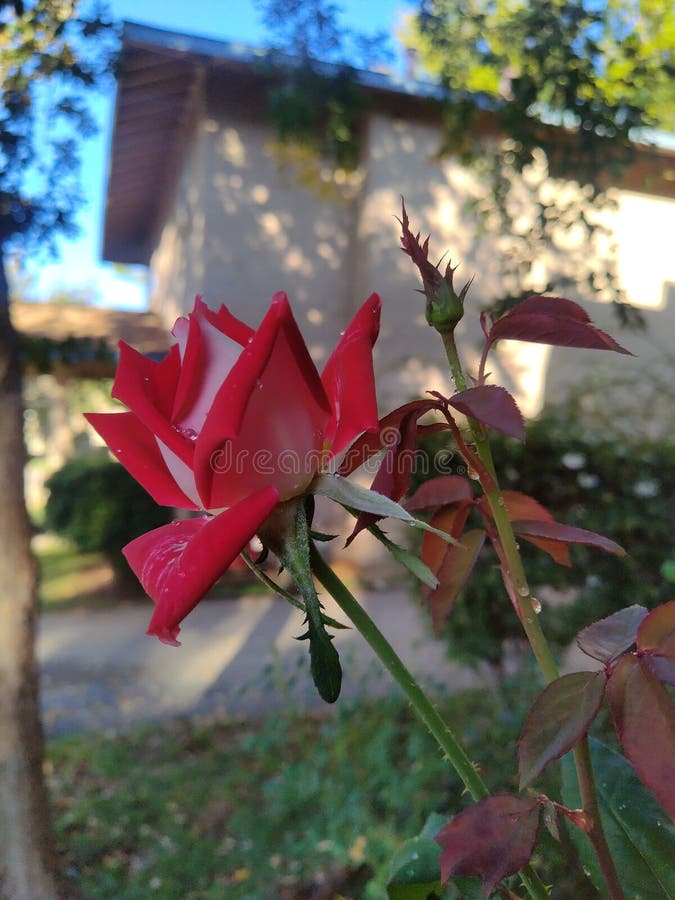 Mother Rose with Her Baby Rose Stock Image - Image of mother, pink ...