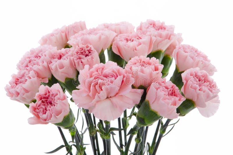 Mother`s Day Carnations Pink Carnations Stock Image Image Of Close