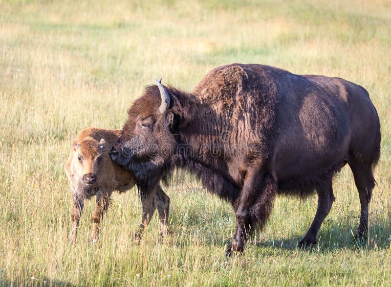 A Mother s Love stock image. Image of bison, icon, plain - 57749285