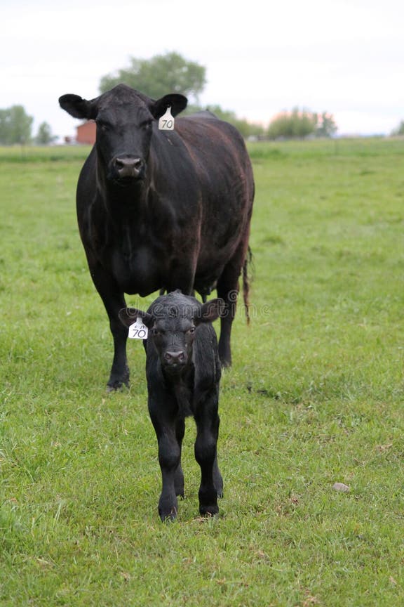 Mother s Protection stock image. Image of curious, cute - 58080709