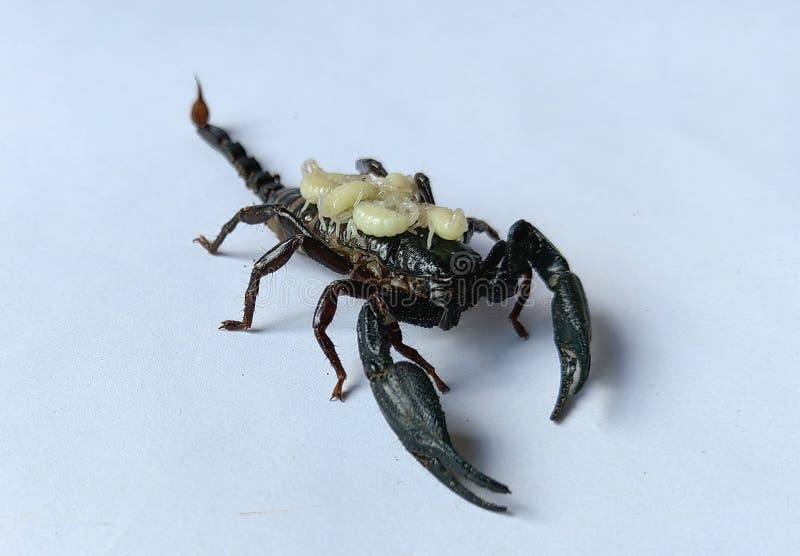 Venomousanimal Stock Photos - Free & Royalty-Free Stock Photos from ...