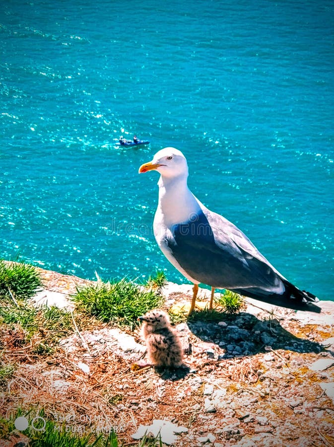 Mother Seagull on the Nest 2 Stock Photo - Image of nest, close: 115865992