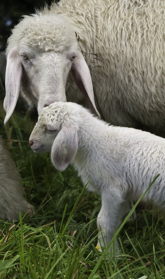 Mother sheep and baby lamb stock image. Image of lamb - 12155621