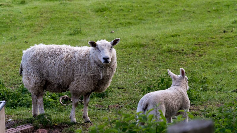 Sheep Dog Protecting Herd stock image. Image of sheep - 1696817