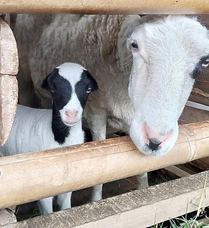 Mother Sheep and Her Cute Baby from Bandung Stock Image - Image of cute ...