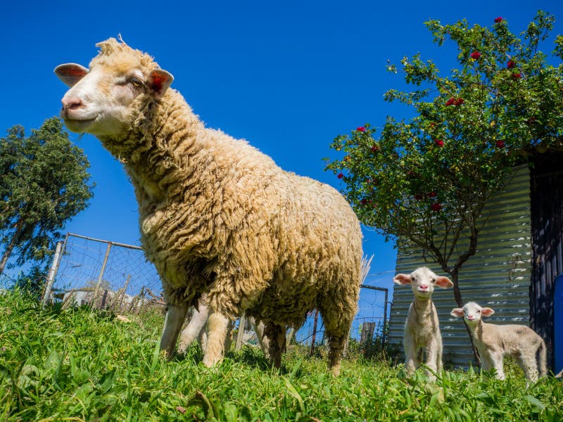 Mother Sheep with Its Two Baby Sheep in a Grassy Field during Daytime ...