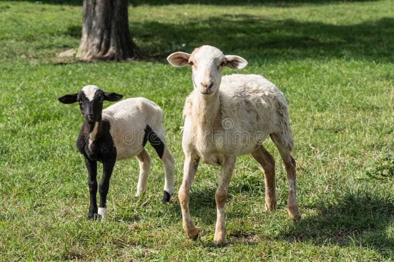 Mother Sheep with Lamb Looking at Camera Stock Image - Image of themes ...