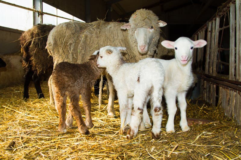 Mother sheep with lambs stock photo. Image of young, rural - 51825622